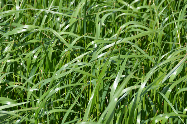 DSV | Ray-grass Hybride